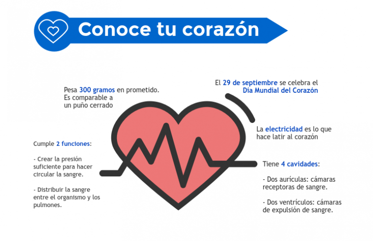 conoce tu corazón - Blog de Masquemedicos